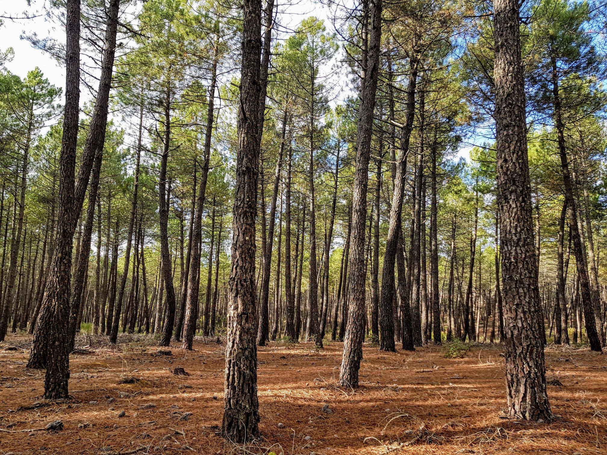 Soria pueblo a pueblo: Guijosa - Soria está de Moda