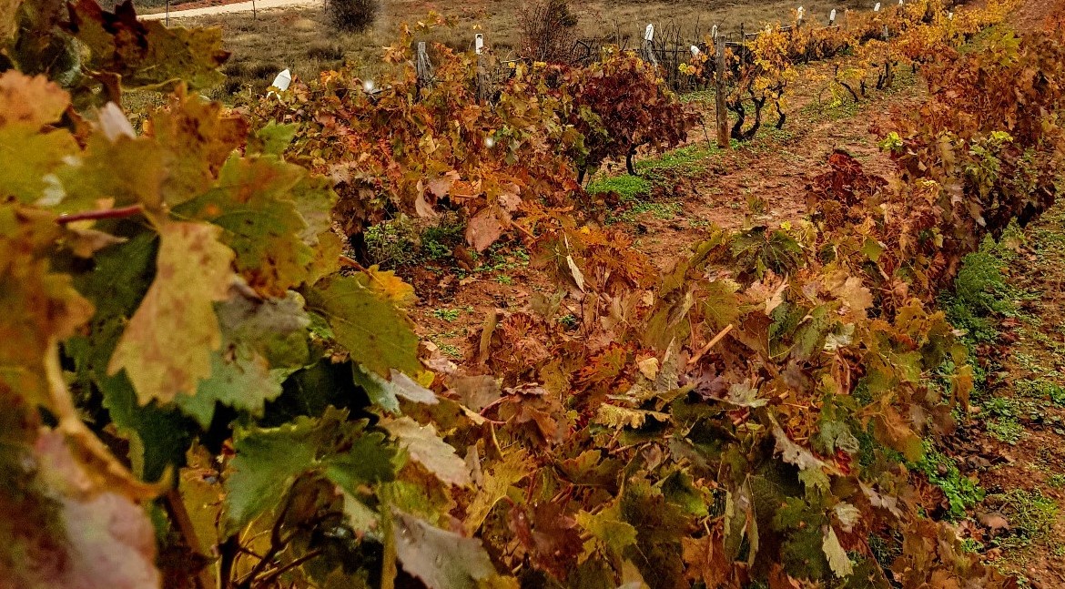 Soria pueblo a pueblo: Guijosa - Soria está de Moda